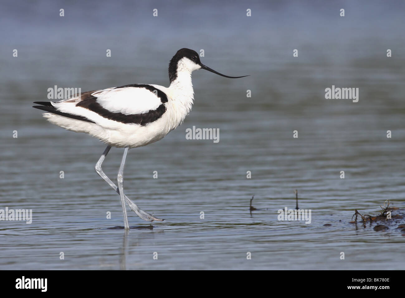 Portrait format avocet hi-res stock photography and images - Alamy