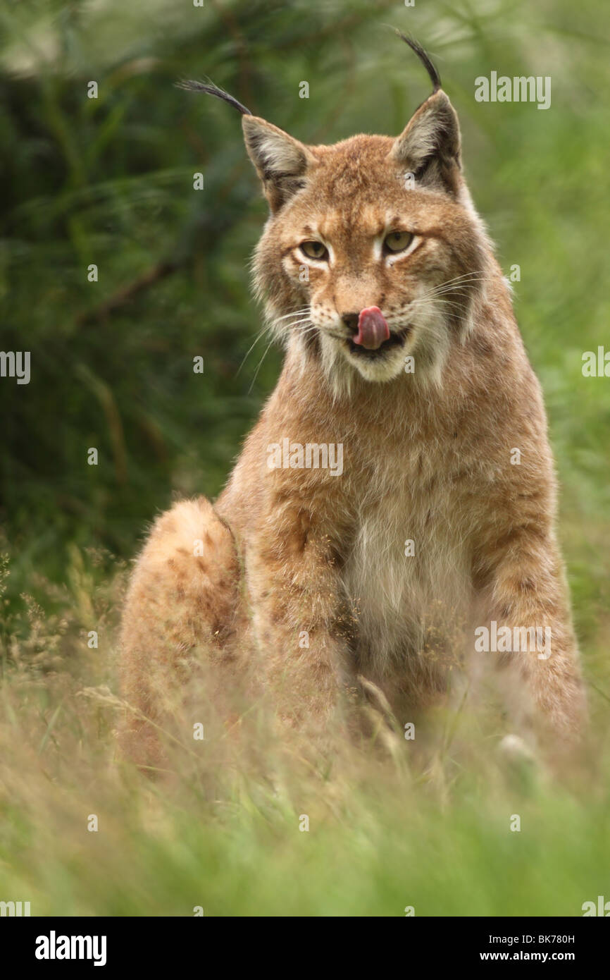 Meadow eurasian lynxes lynx hi-res stock photography and images - Alamy