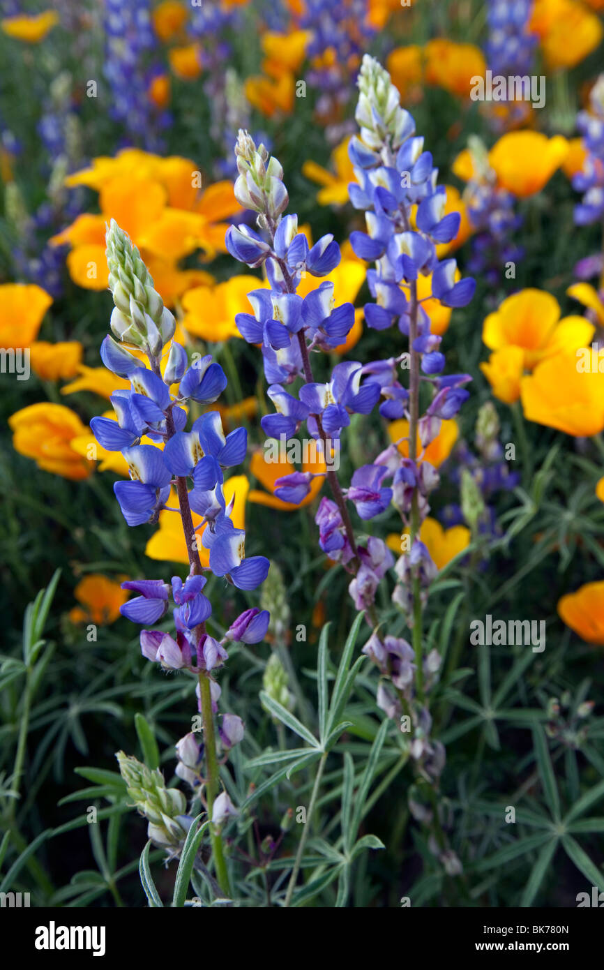 Spring Wildflowers, Desert Lupine (Lupinus sparsiflorus), bloom in the ...