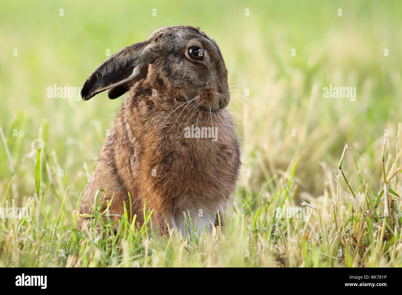 Hare side profile hi-res stock photography and images - Alamy