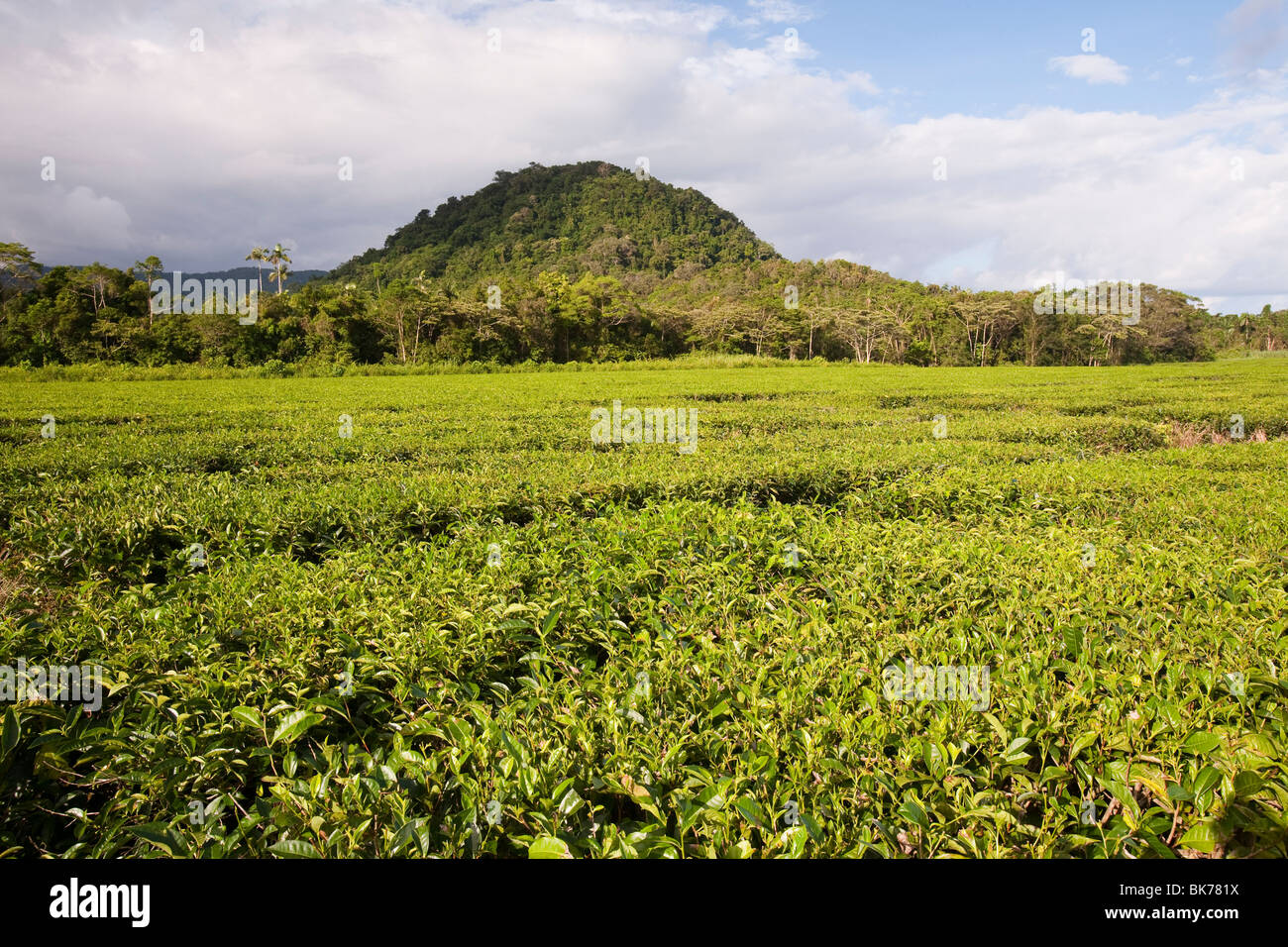 A tea plantation in the Daintree rain forest in Queensland, Australia ...