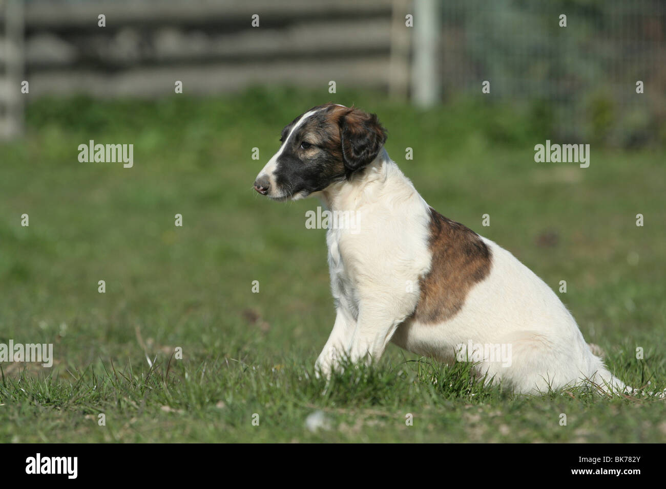 sitting Borzoi Puppy Stock Photo - Alamy