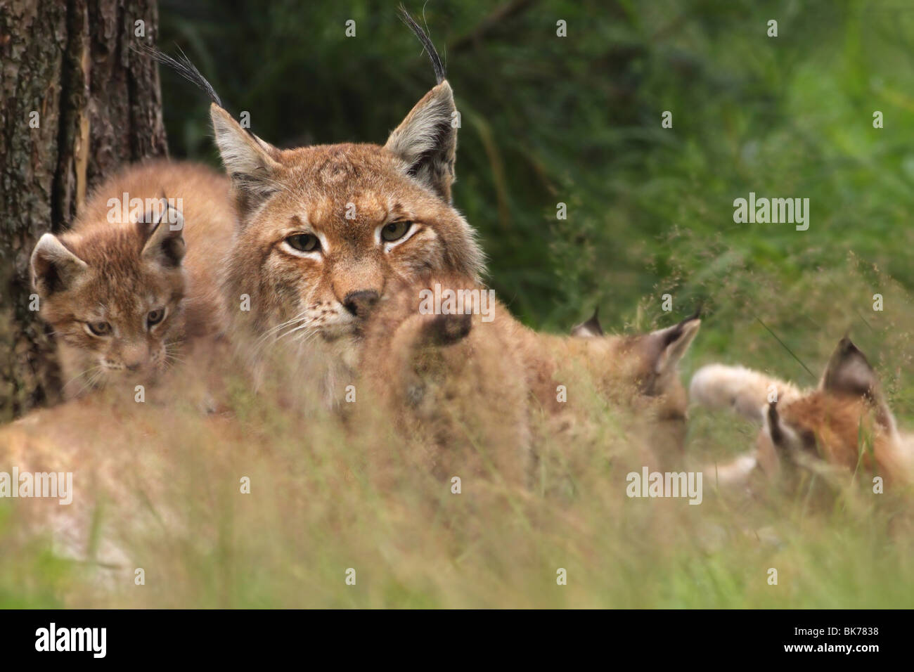 Lynx has 4 hi-res stock photography and images - Alamy