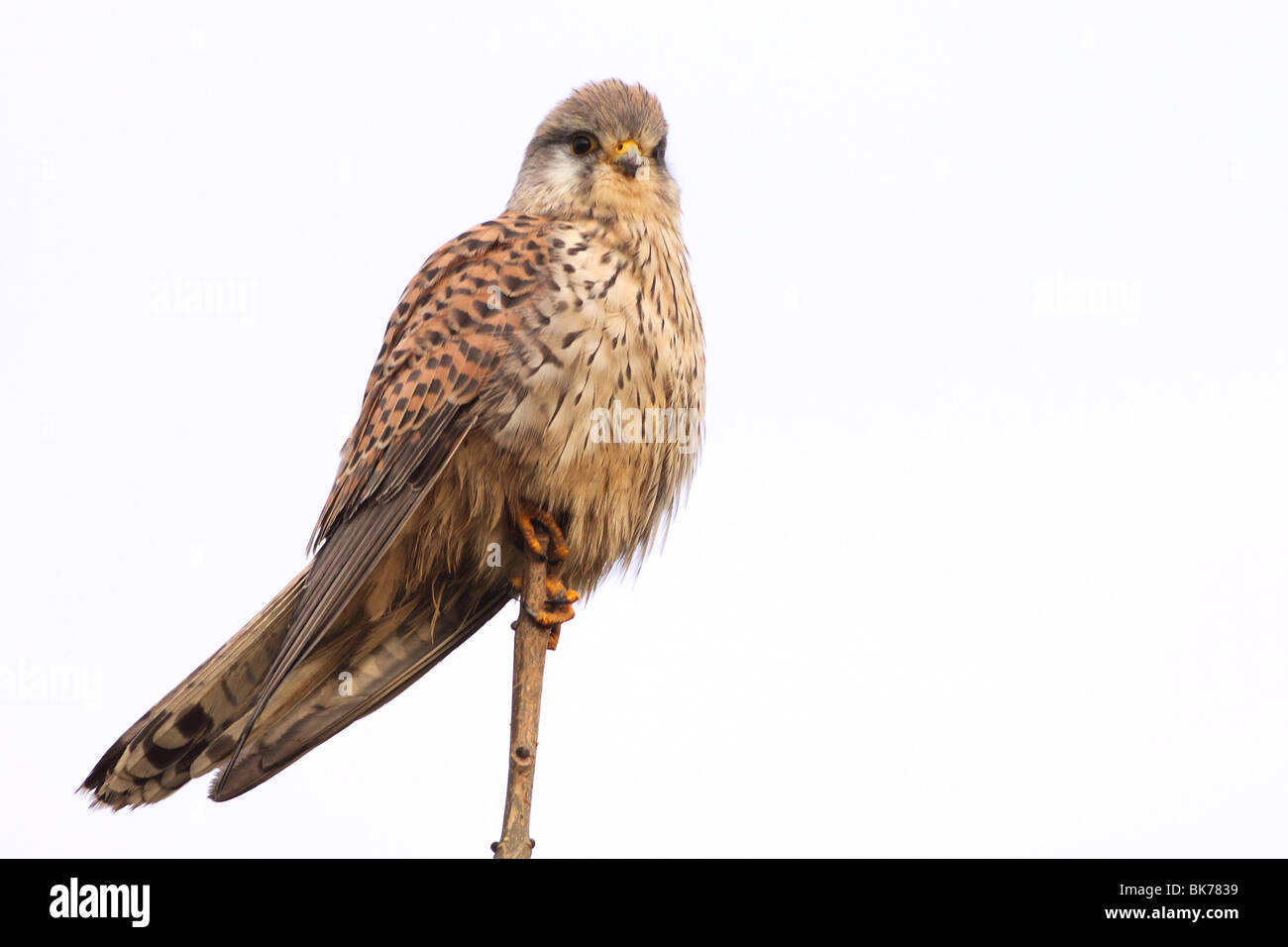 Bird falcon raptor kestrel Cut Out Stock Images & Pictures - Alamy