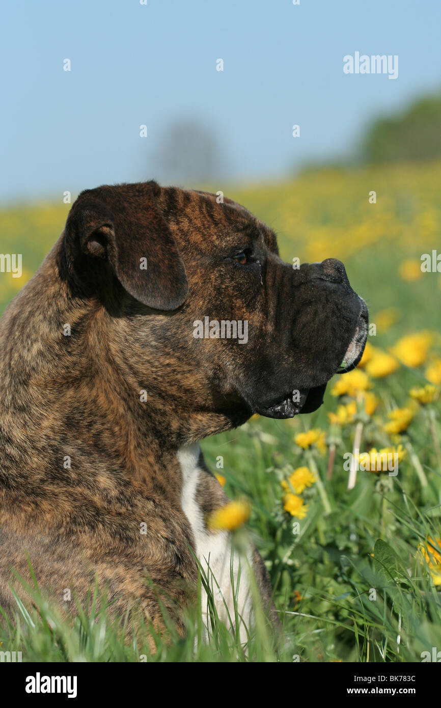 Boxer dog profile hi-res stock photography and images - Alamy