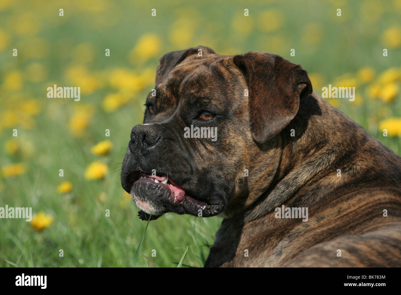 Adult male boxer hi-res stock photography and images - Alamy