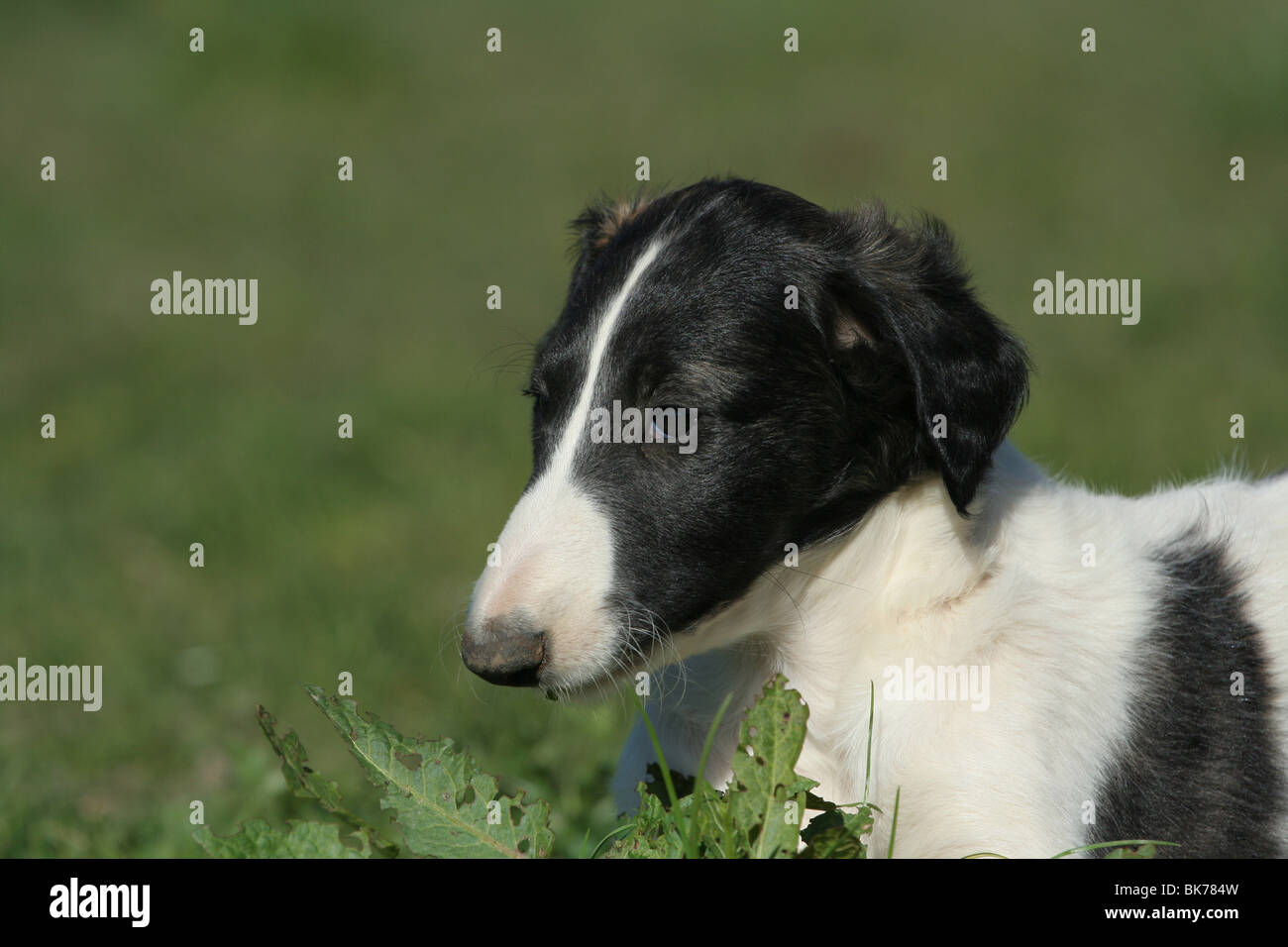 Borzoi puppy hi-res stock photography and images - Alamy