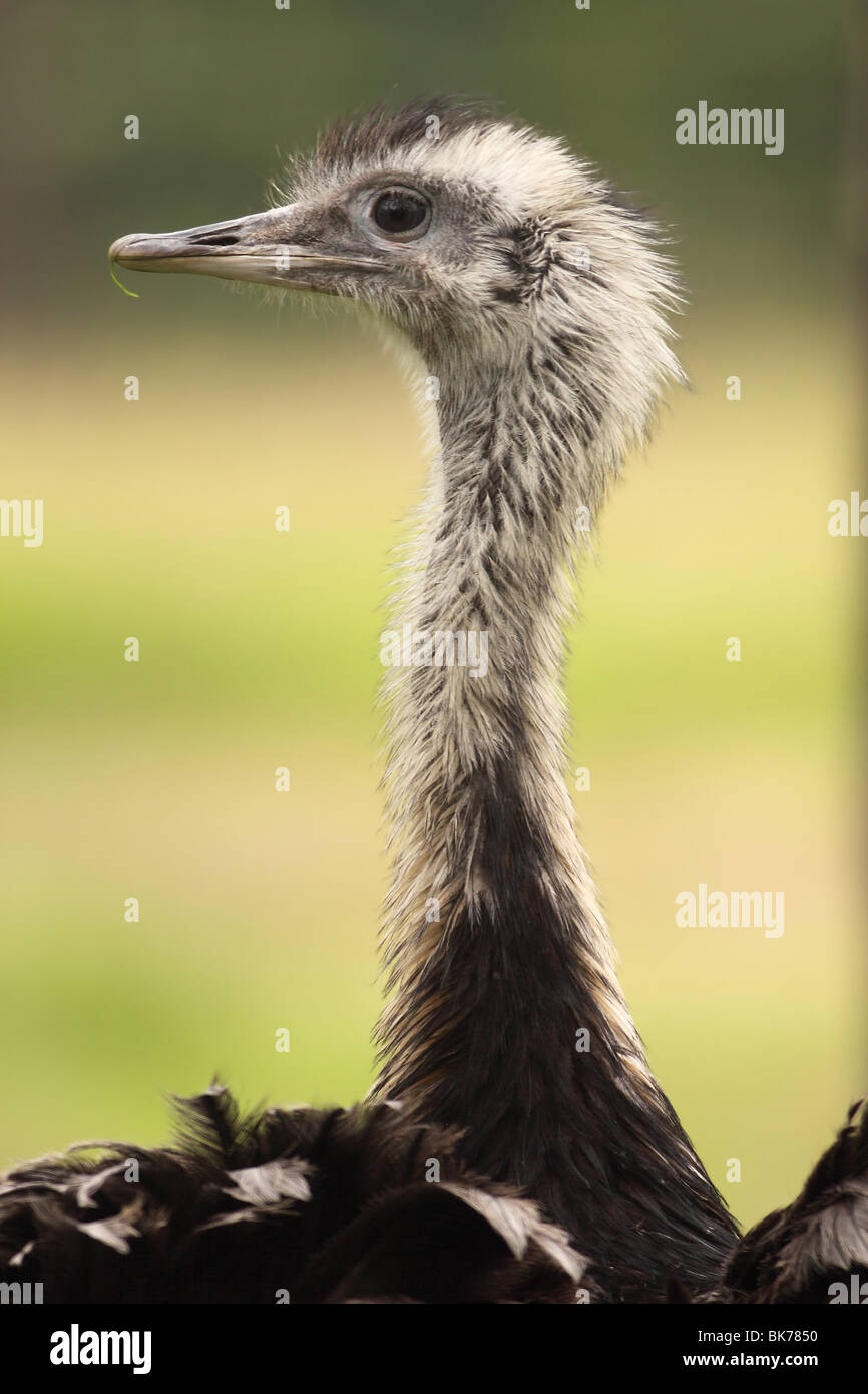 Greater rheas rhea americana hi-res stock photography and images - Alamy