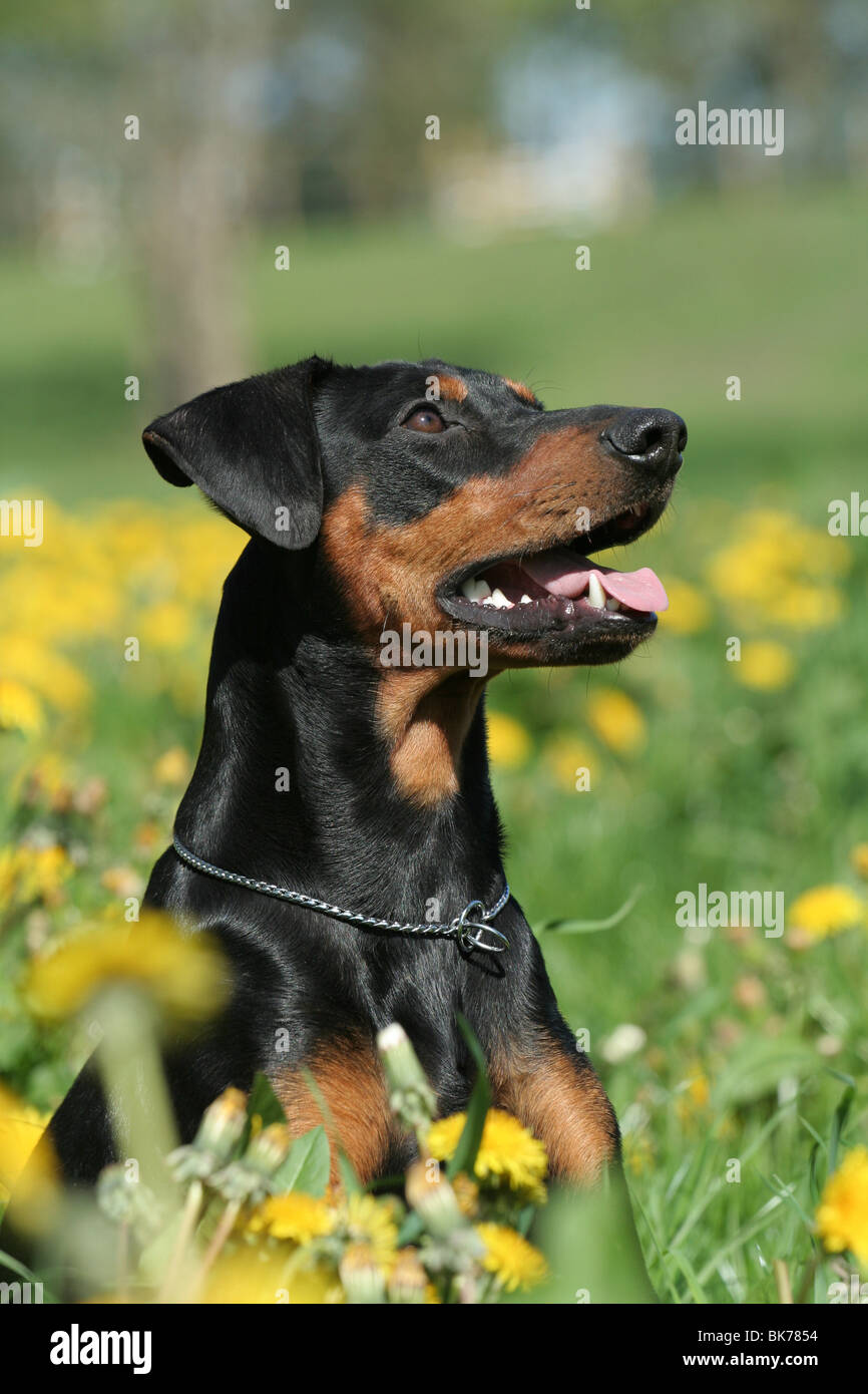 German Pinscher Portrait Stock Photo - Alamy