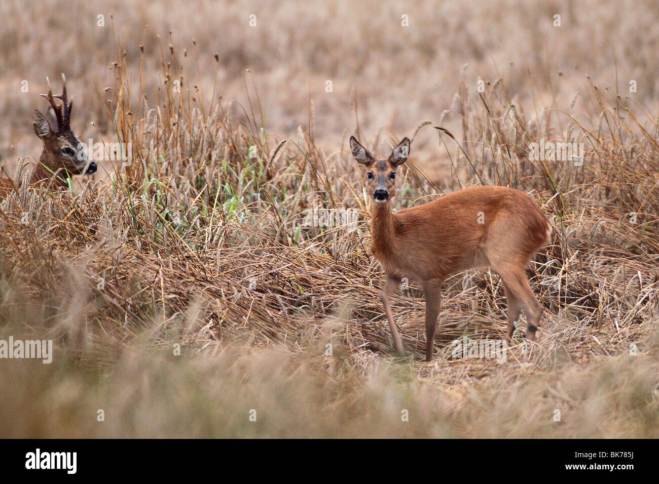Two roe deers hi-res stock photography and images - Alamy