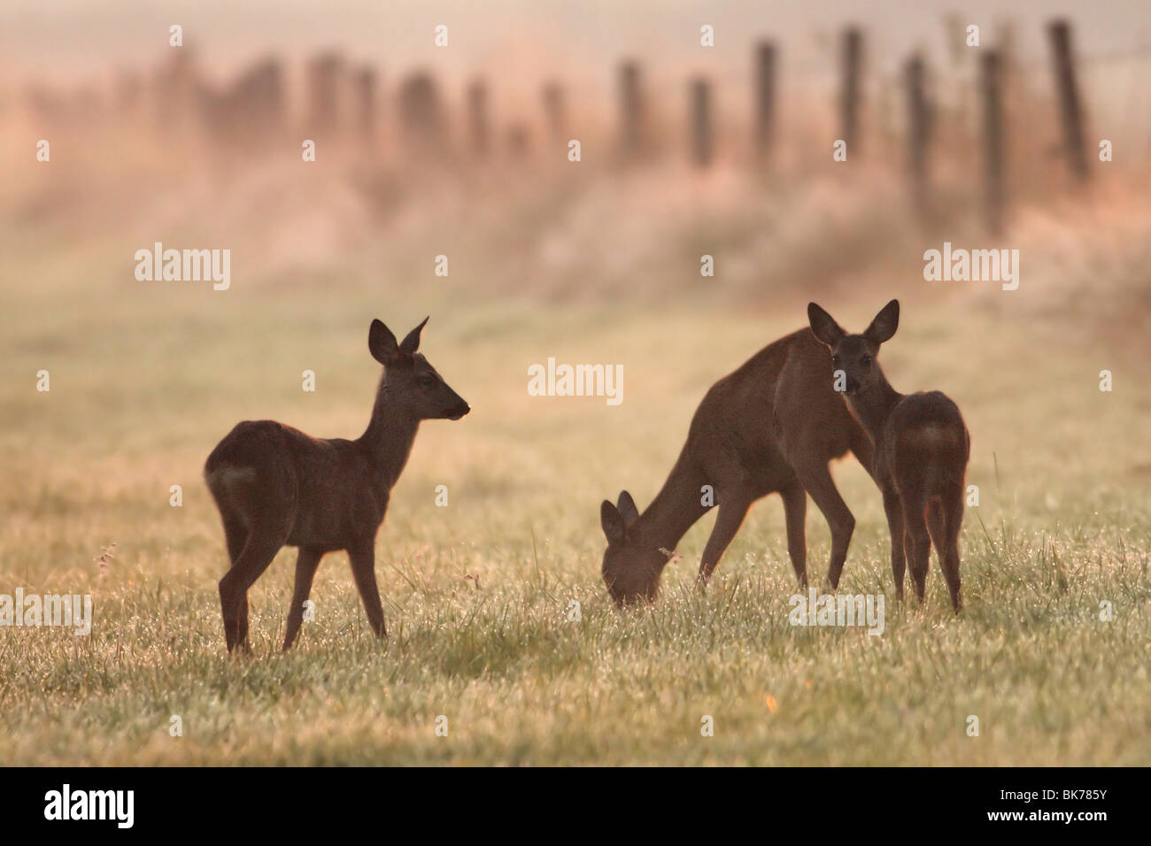 Landscape format of roe deer hi-res stock photography and images - Alamy