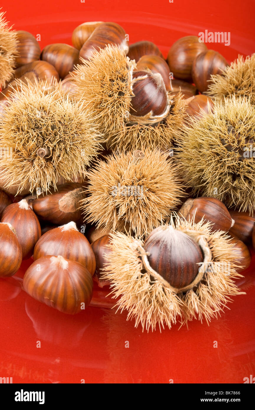 Chestnut husk hi-res stock photography and images - Alamy