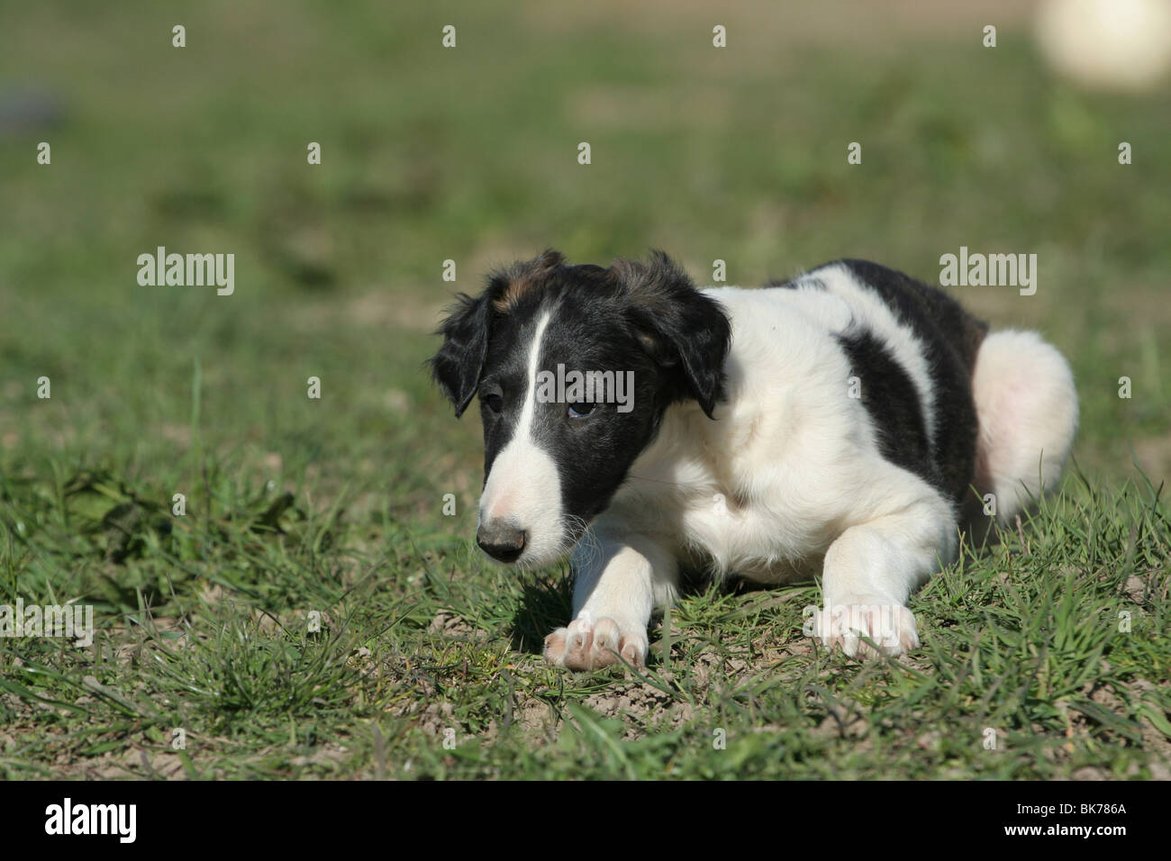 Big russian borzoi dog hi-res stock photography and images - Alamy