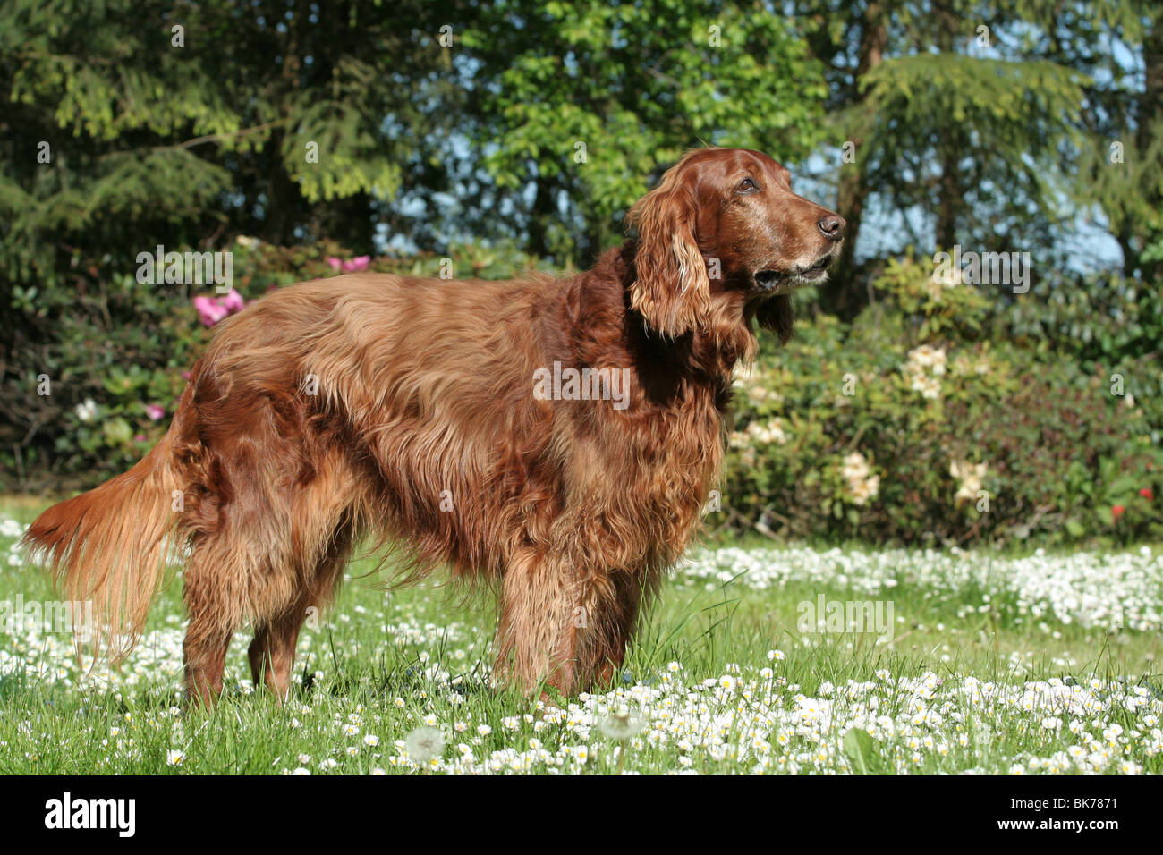 Irish Red Setter Stock Photo - Alamy
