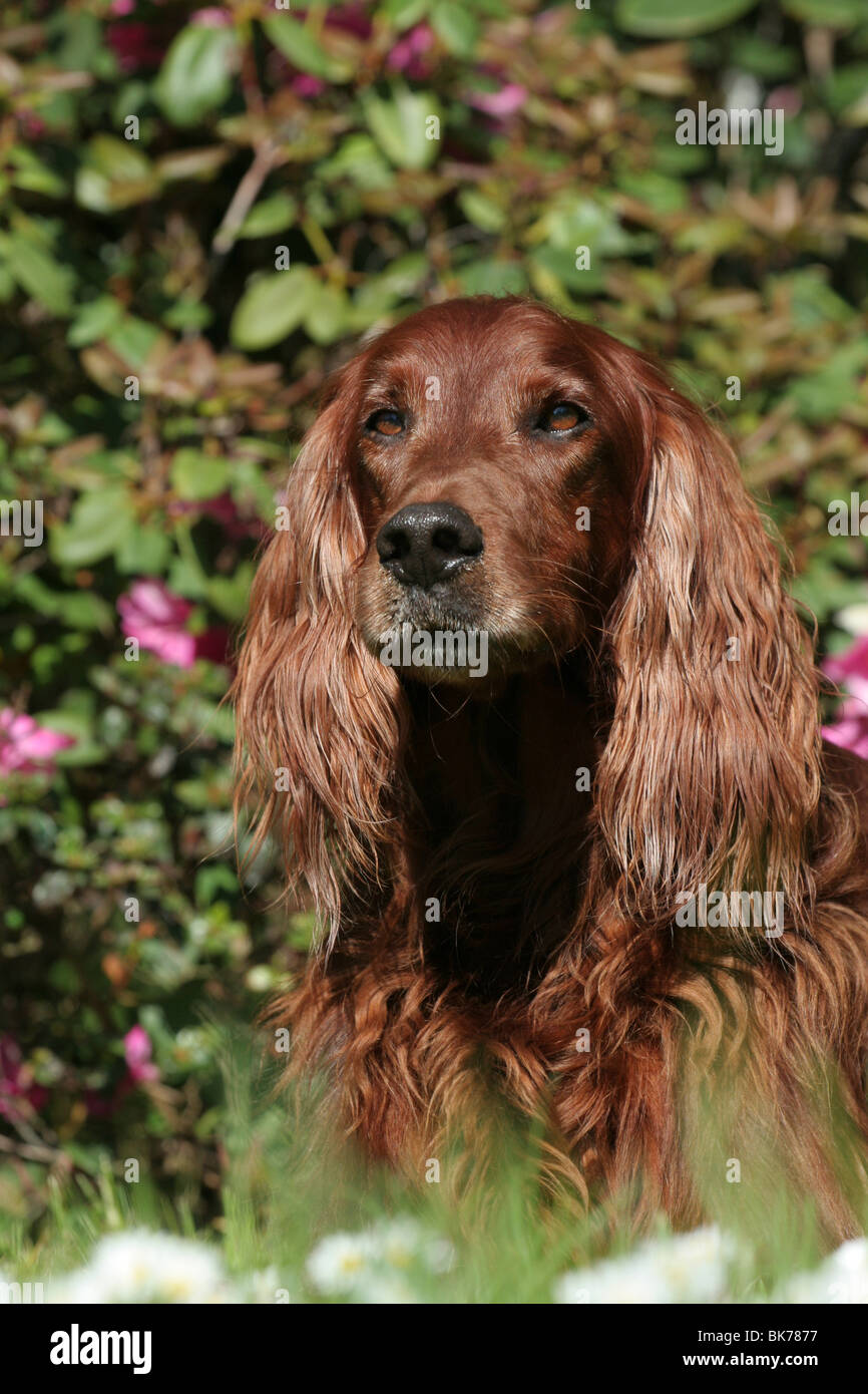 Irish Red Setter Stock Photo - Alamy