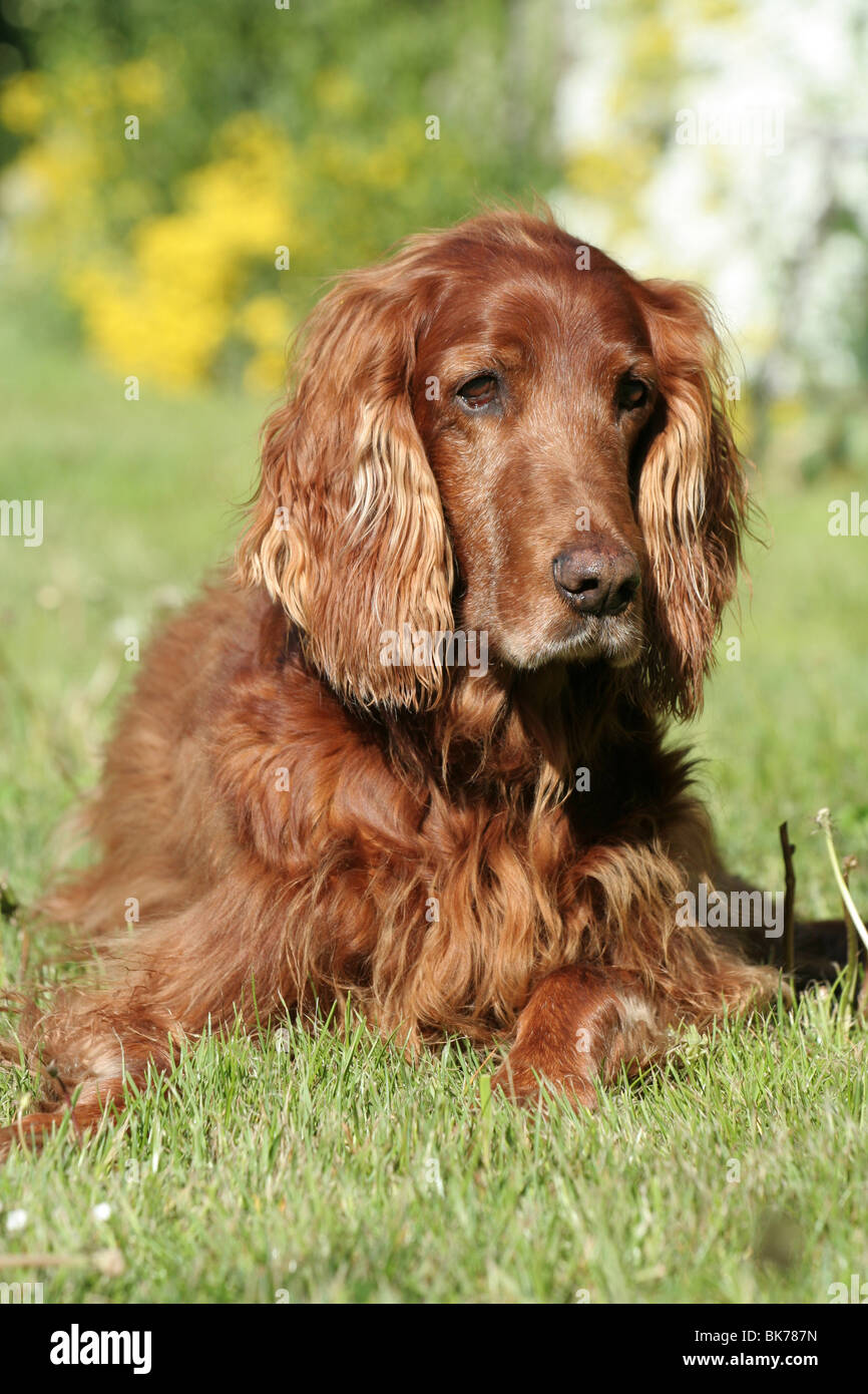 Irish Red Setter Stock Photo - Alamy