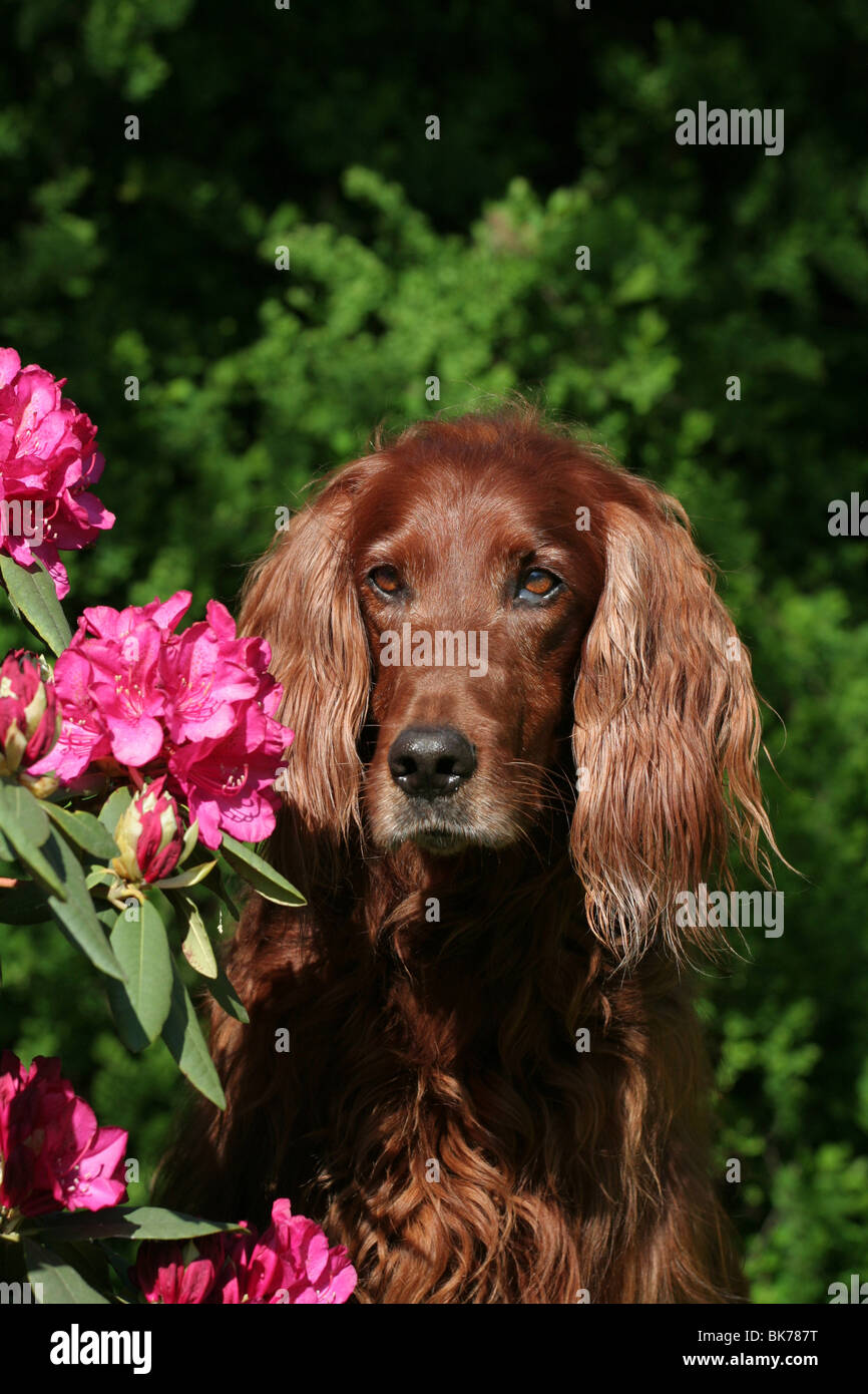 Irish red hair hi-res stock photography and images - Alamy