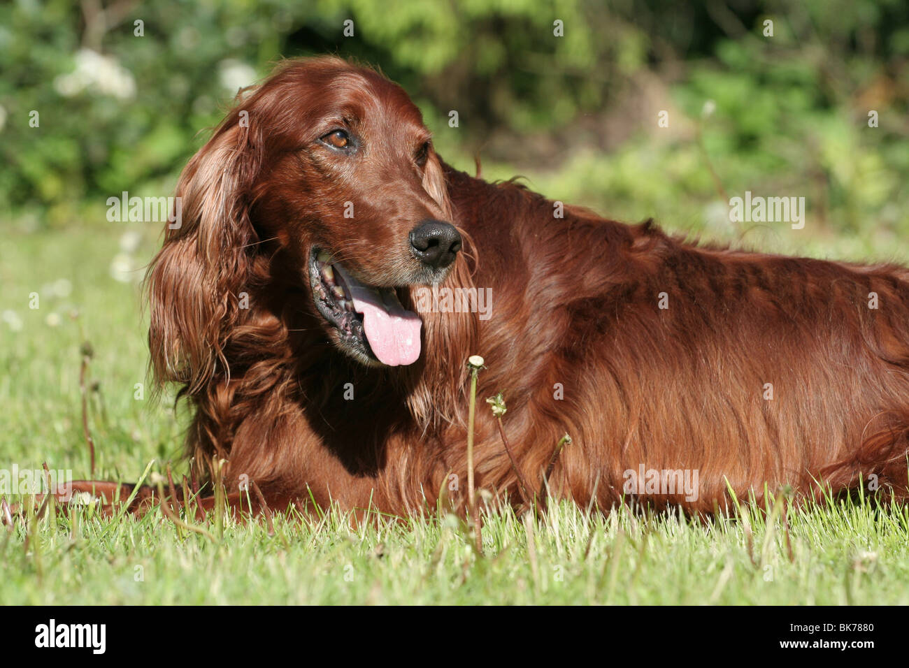 Irish Red Setter Stock Photo - Alamy