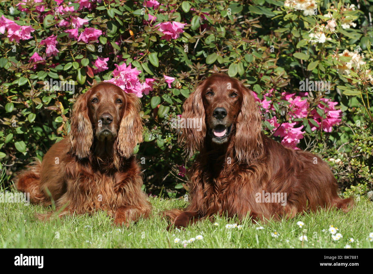 Irish Red Setter Stock Photo - Alamy