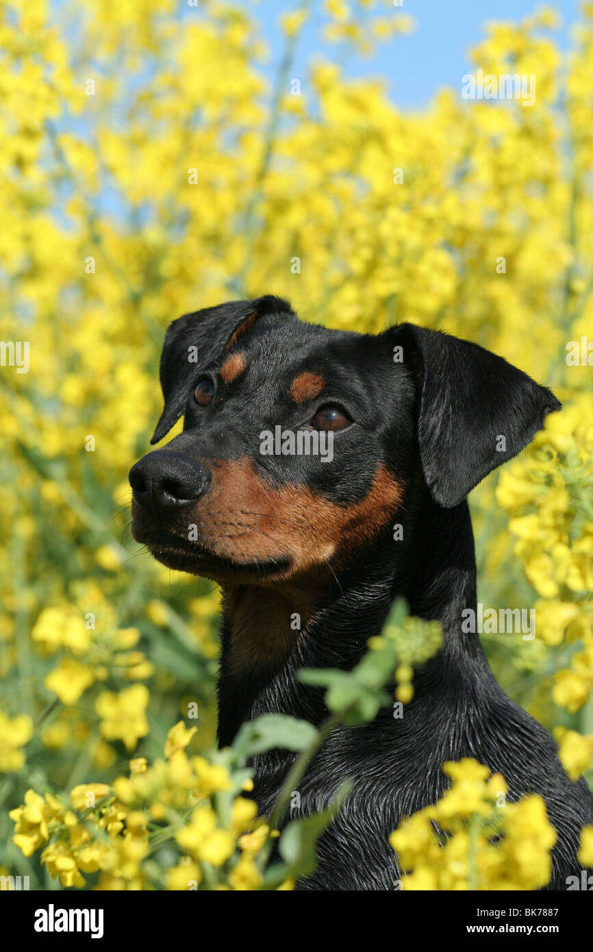 German Pinscher Portrait Stock Photo - Alamy