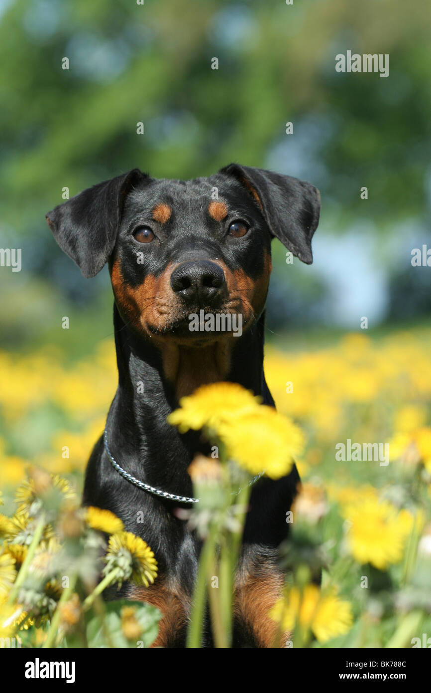 German Pinscher Portrait Stock Photo - Alamy
