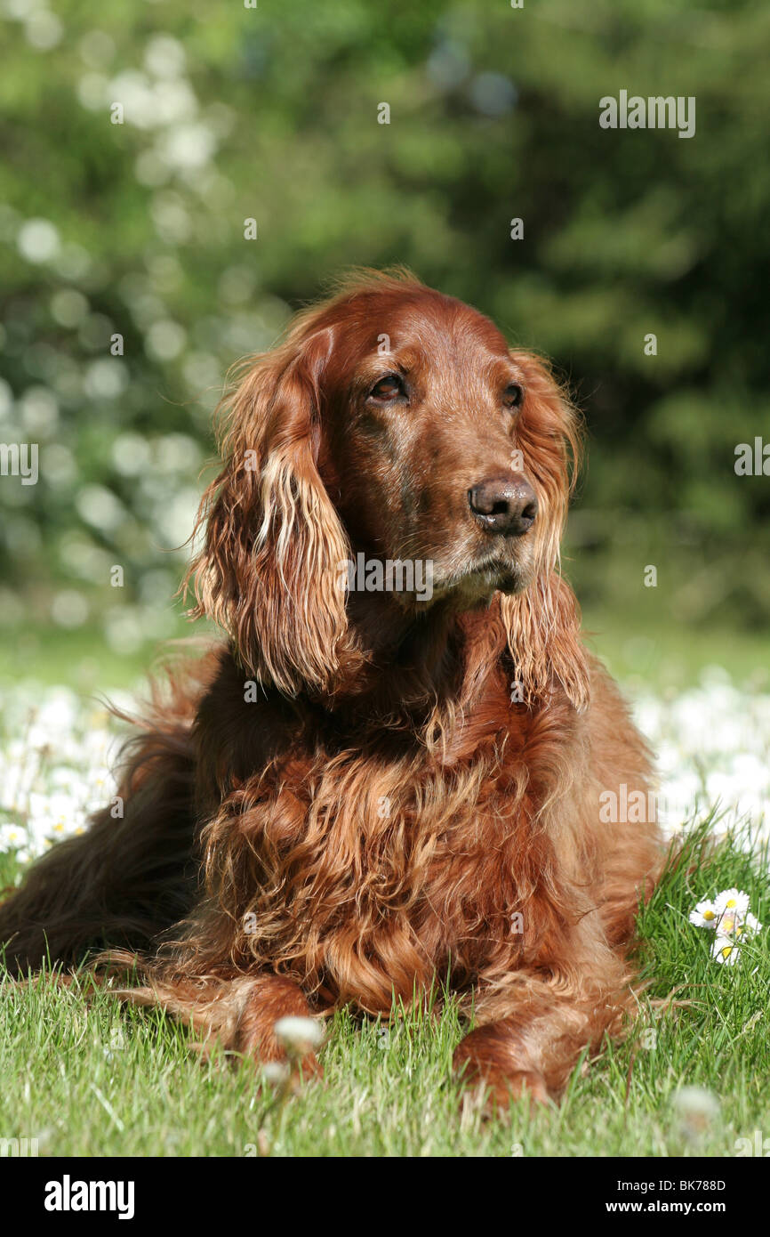 Irish Red Setter Stock Photo - Alamy