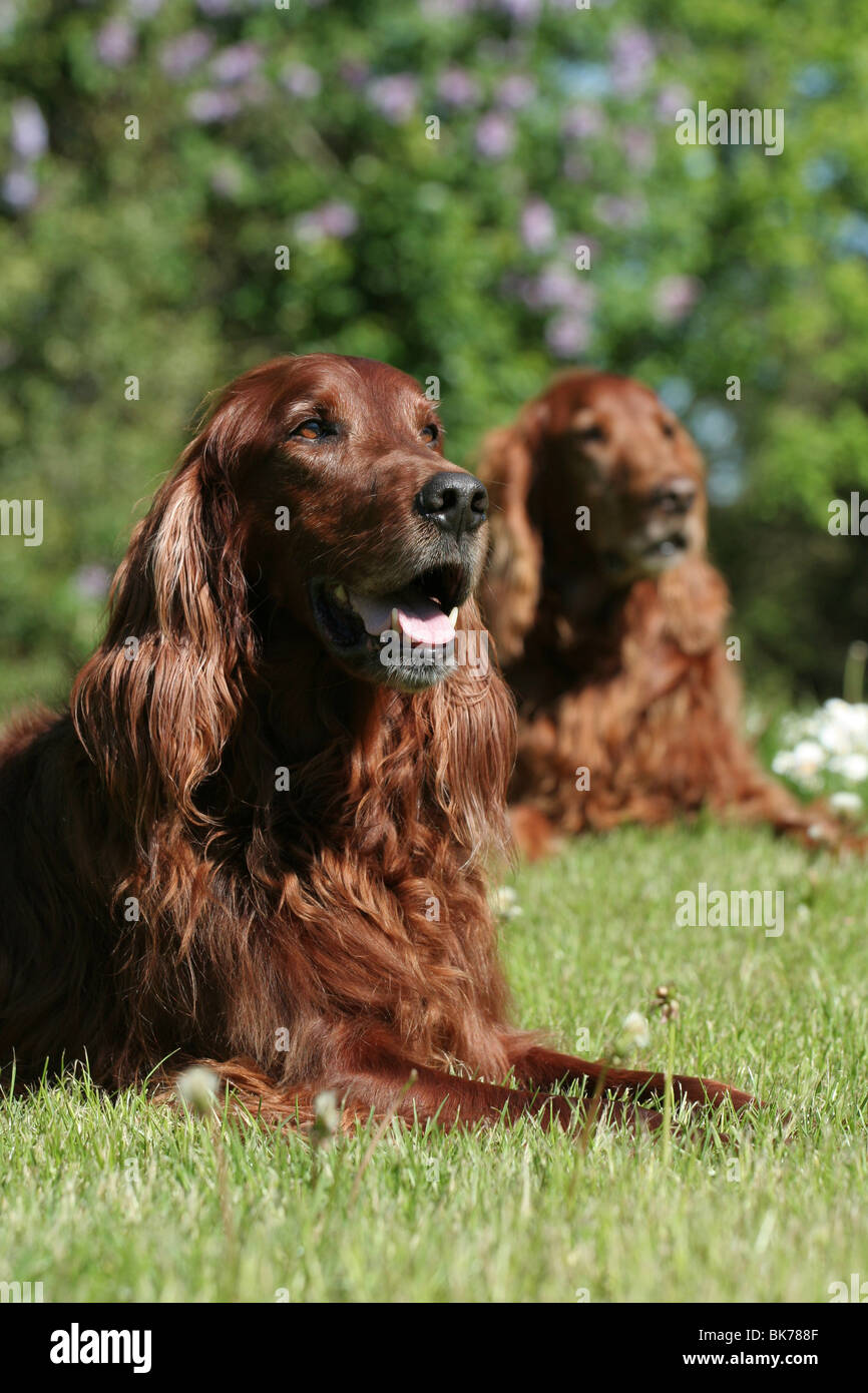Irish Red Setter Stock Photo - Alamy