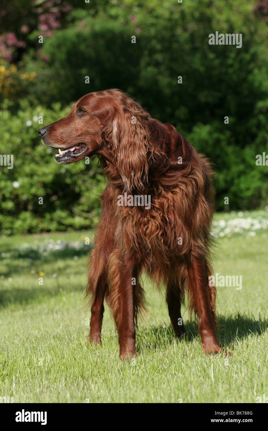 Irish Red Setter Stock Photo - Alamy