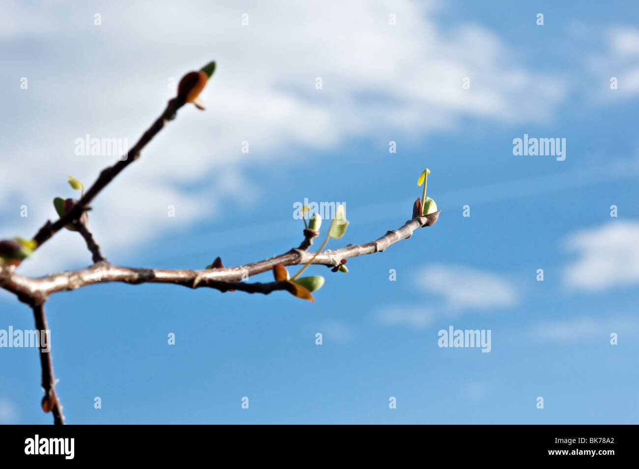 In full bud Stock Photo - Alamy