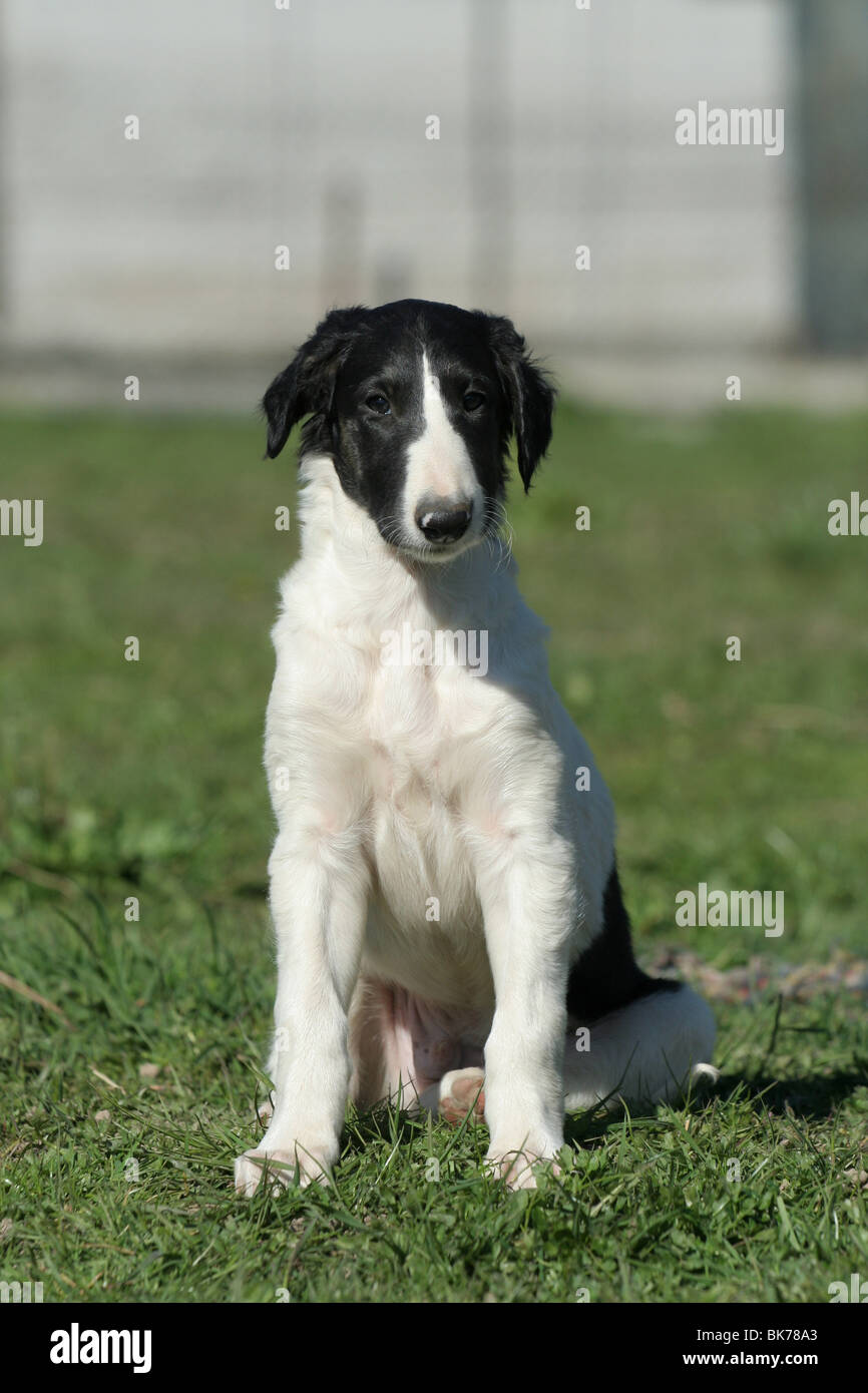 sitting Borzoi Puppy Stock Photo - Alamy
