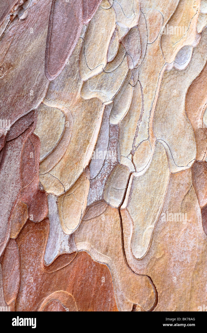 Coarse blotched bark of old crimea pine tree (Stankevycha pine ...