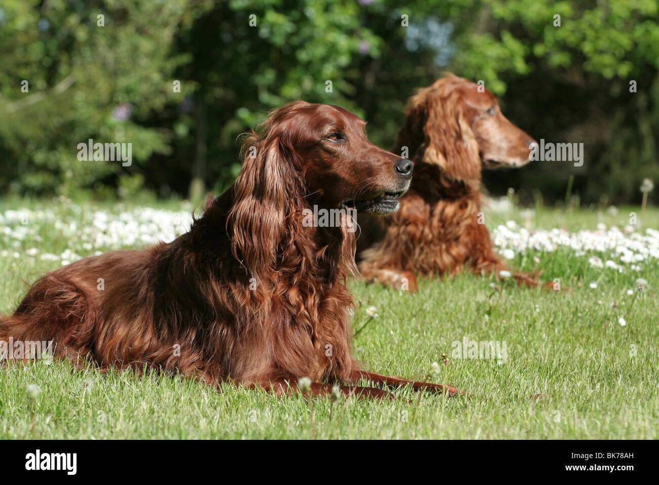 Irish Red Setter Stock Photo - Alamy