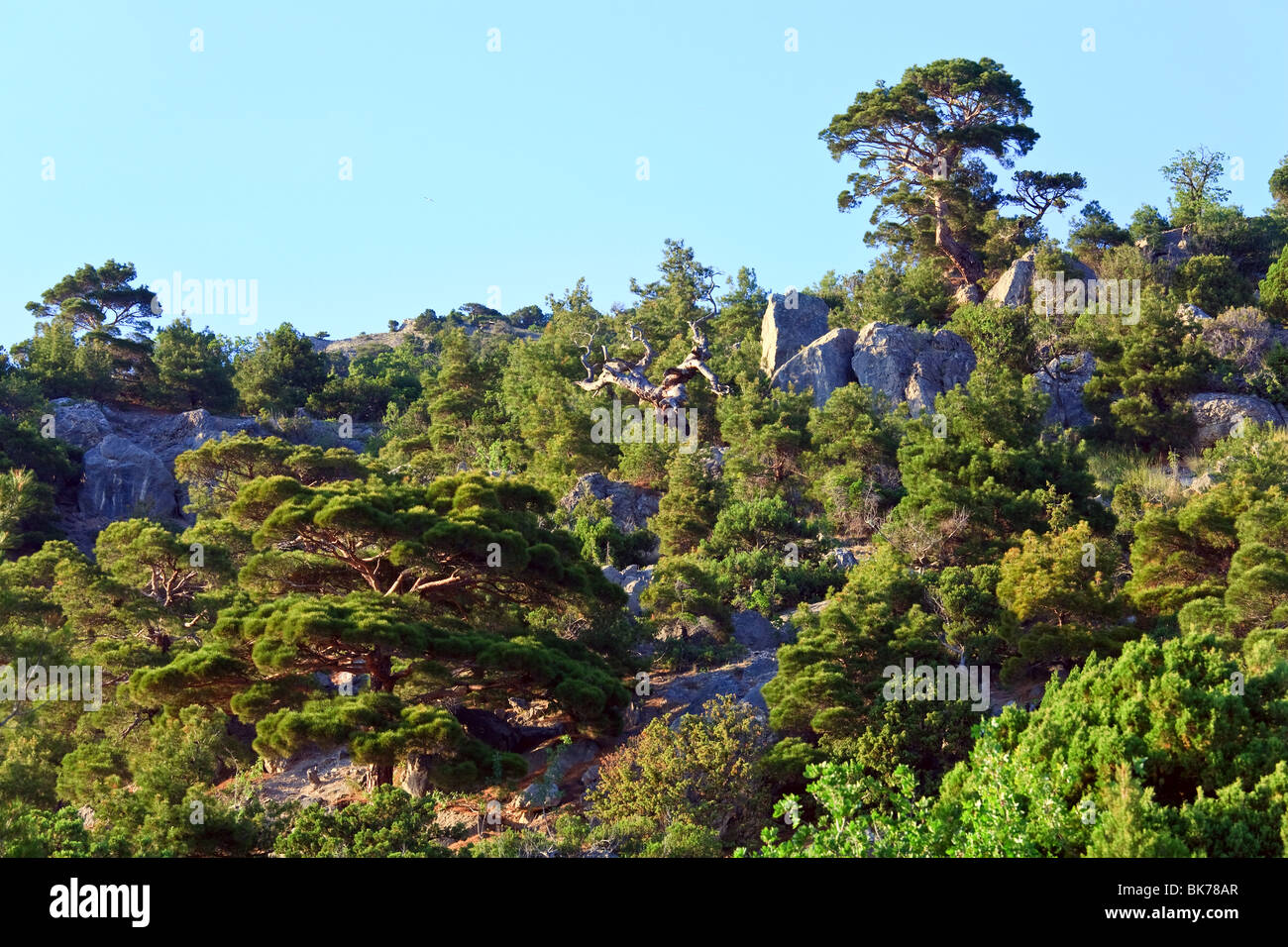 Conifer trees on rocks hi-res stock photography and images - Alamy