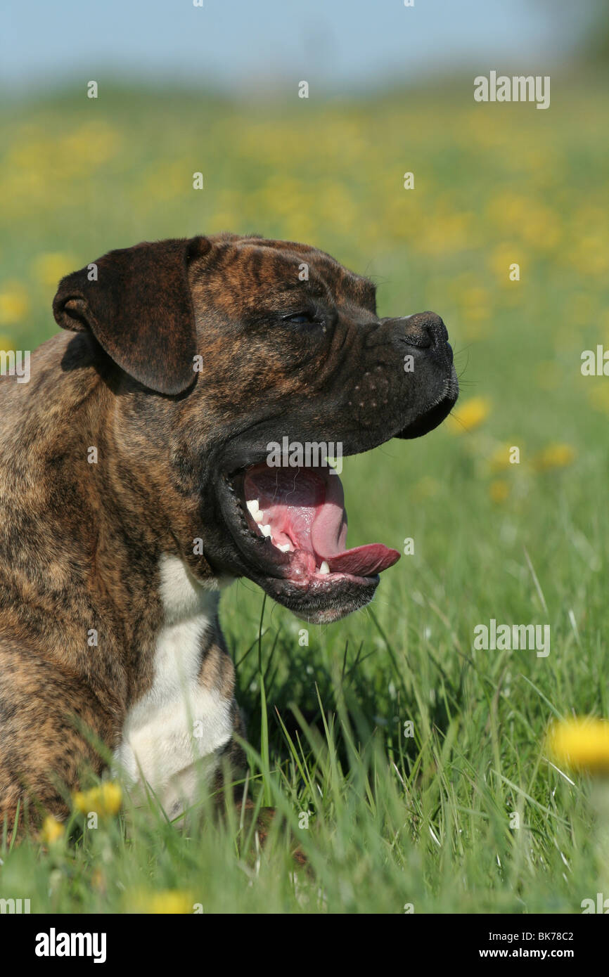 Side profile of boxer dog hi-res stock photography and images - Alamy
