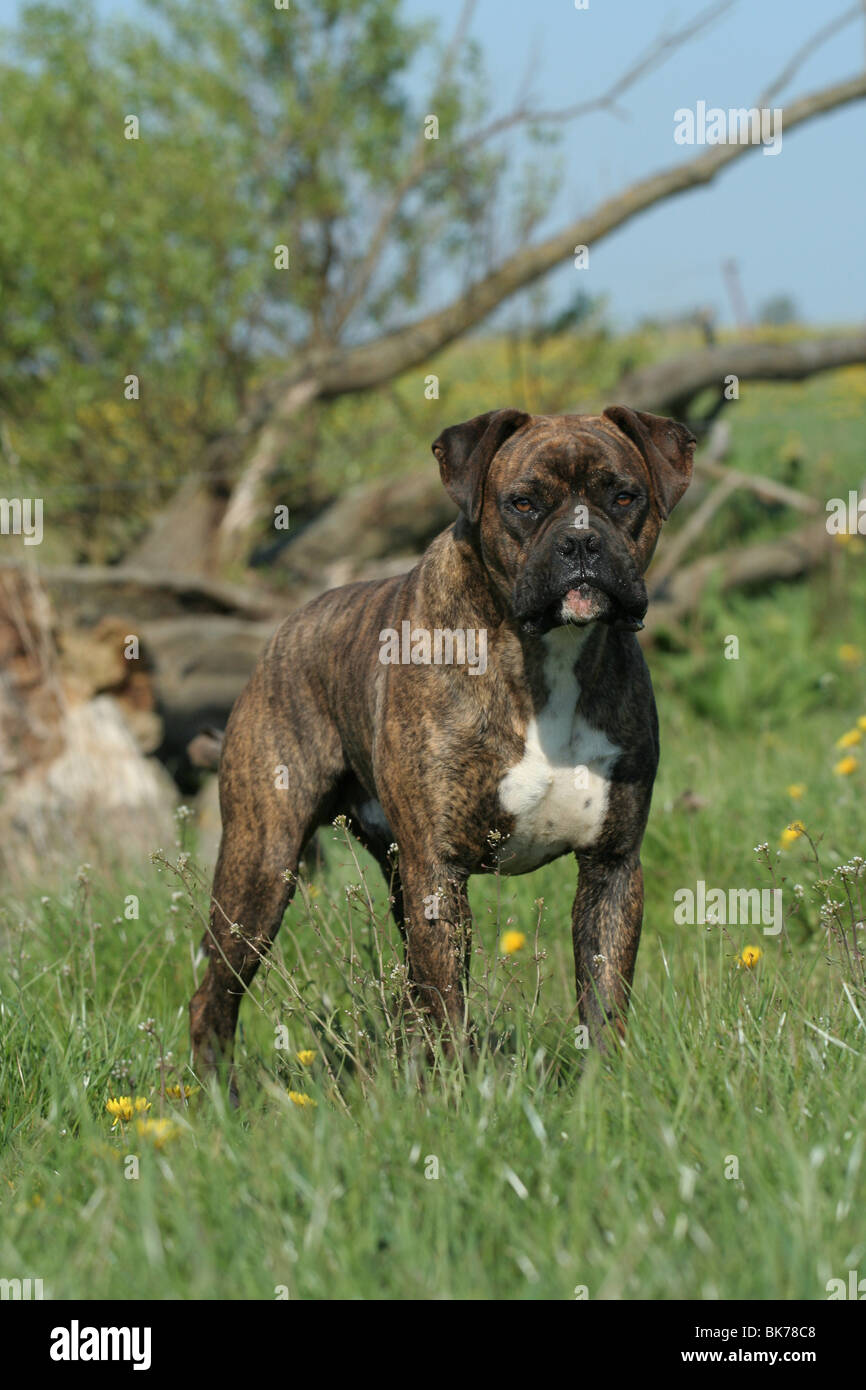 Male boxer dog hi-res stock photography and images - Alamy