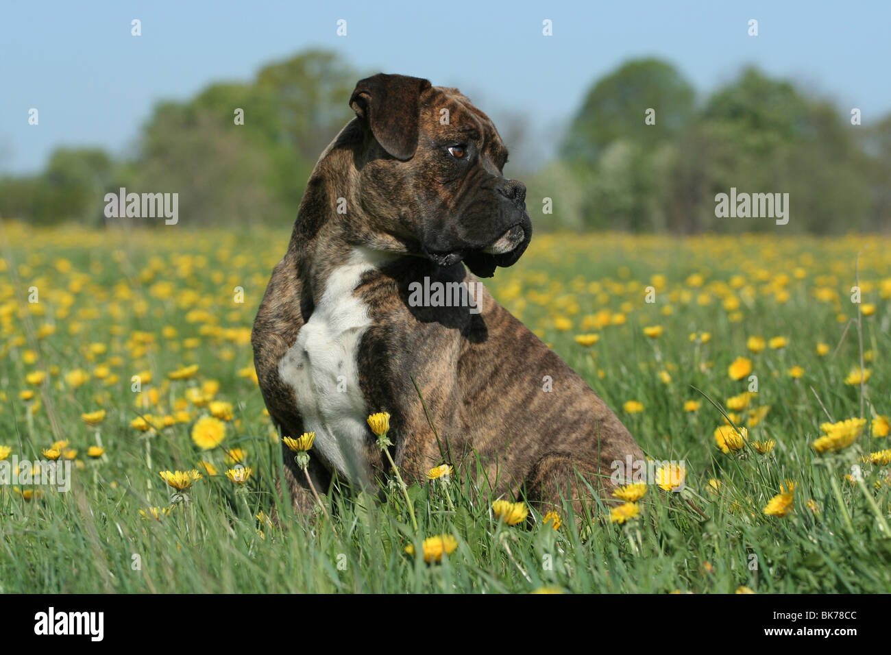 Male boxer dog hi-res stock photography and images - Alamy