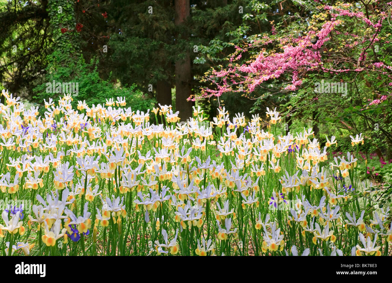 Iris tree hi-res stock photography and images - Alamy