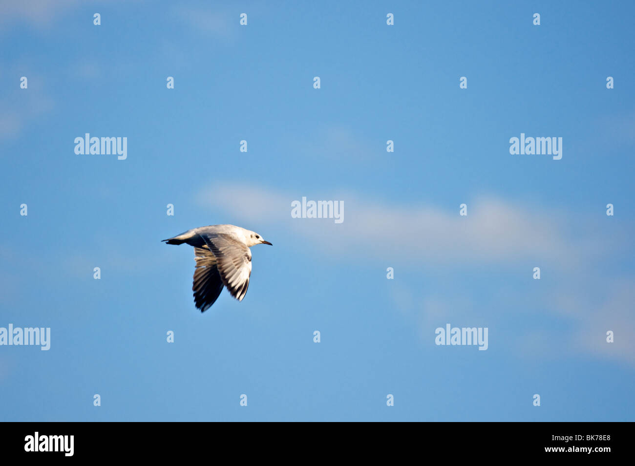 A seagull flapping its wings in the air Stock Photo - Alamy