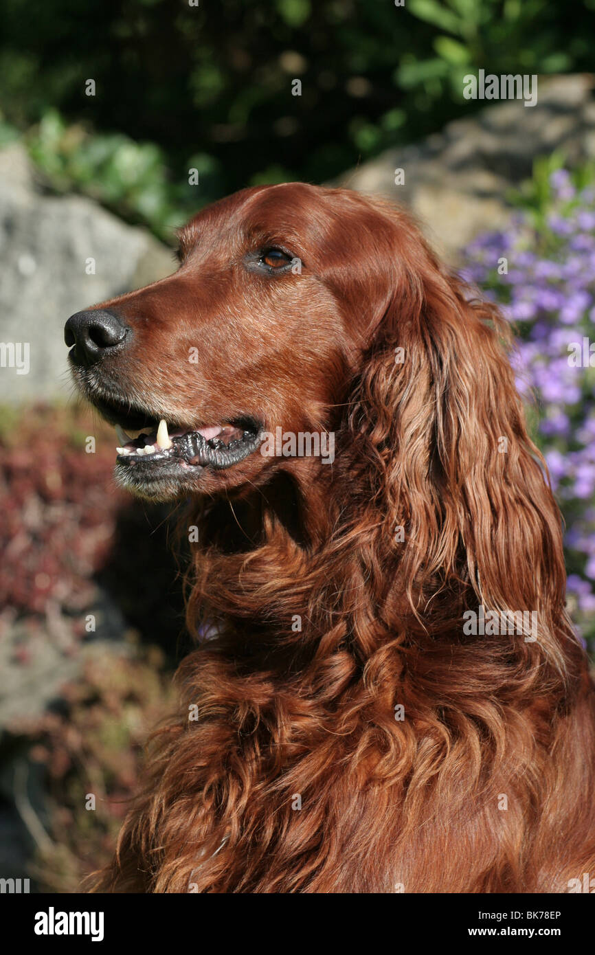 Male red irish setter hi-res stock photography and images - Alamy