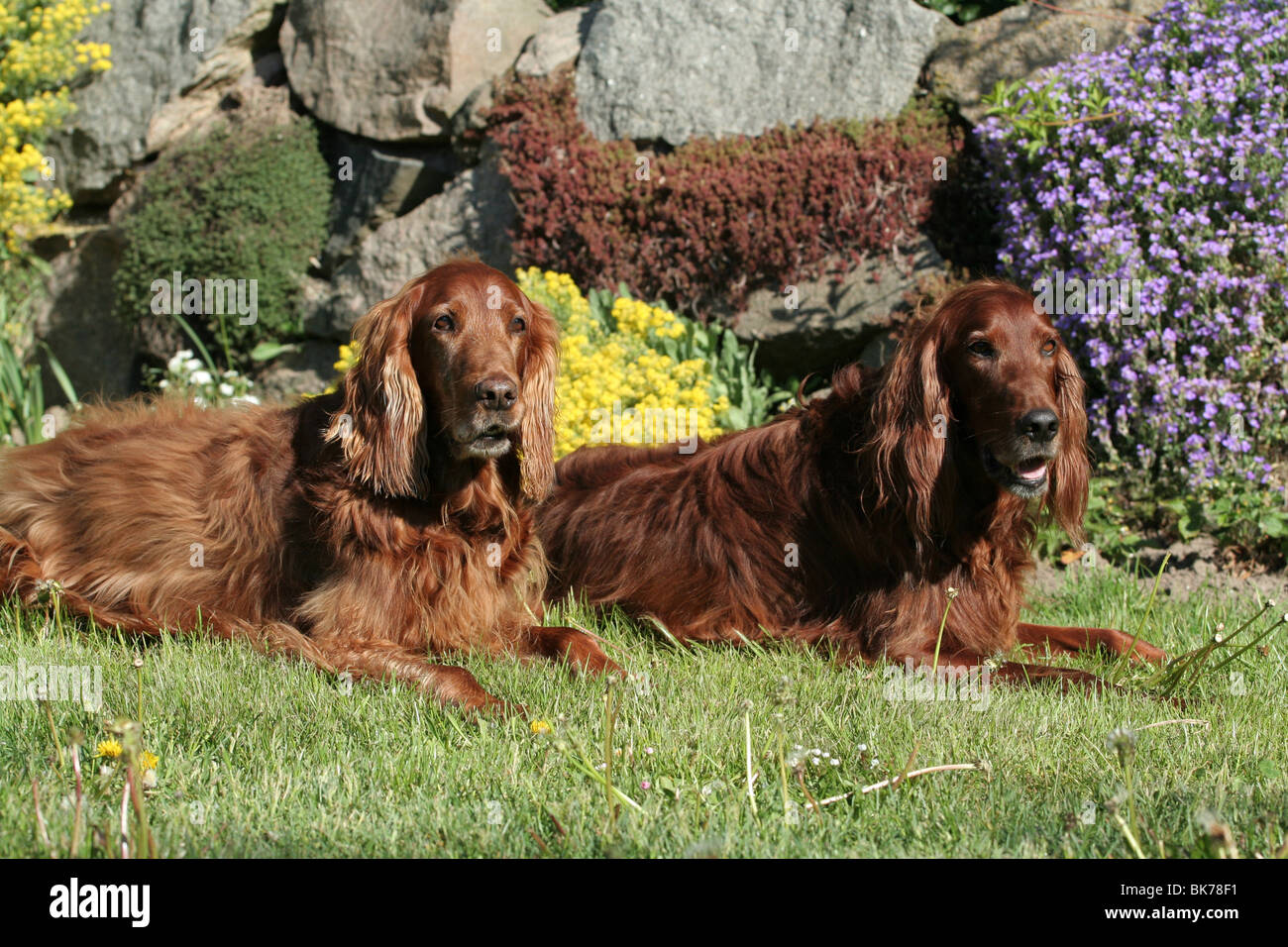 Irish Red Setter Stock Photo - Alamy