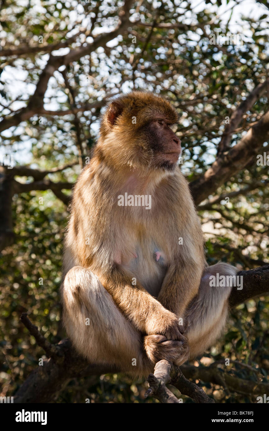 Rock ape apes hi-res stock photography and images - Alamy