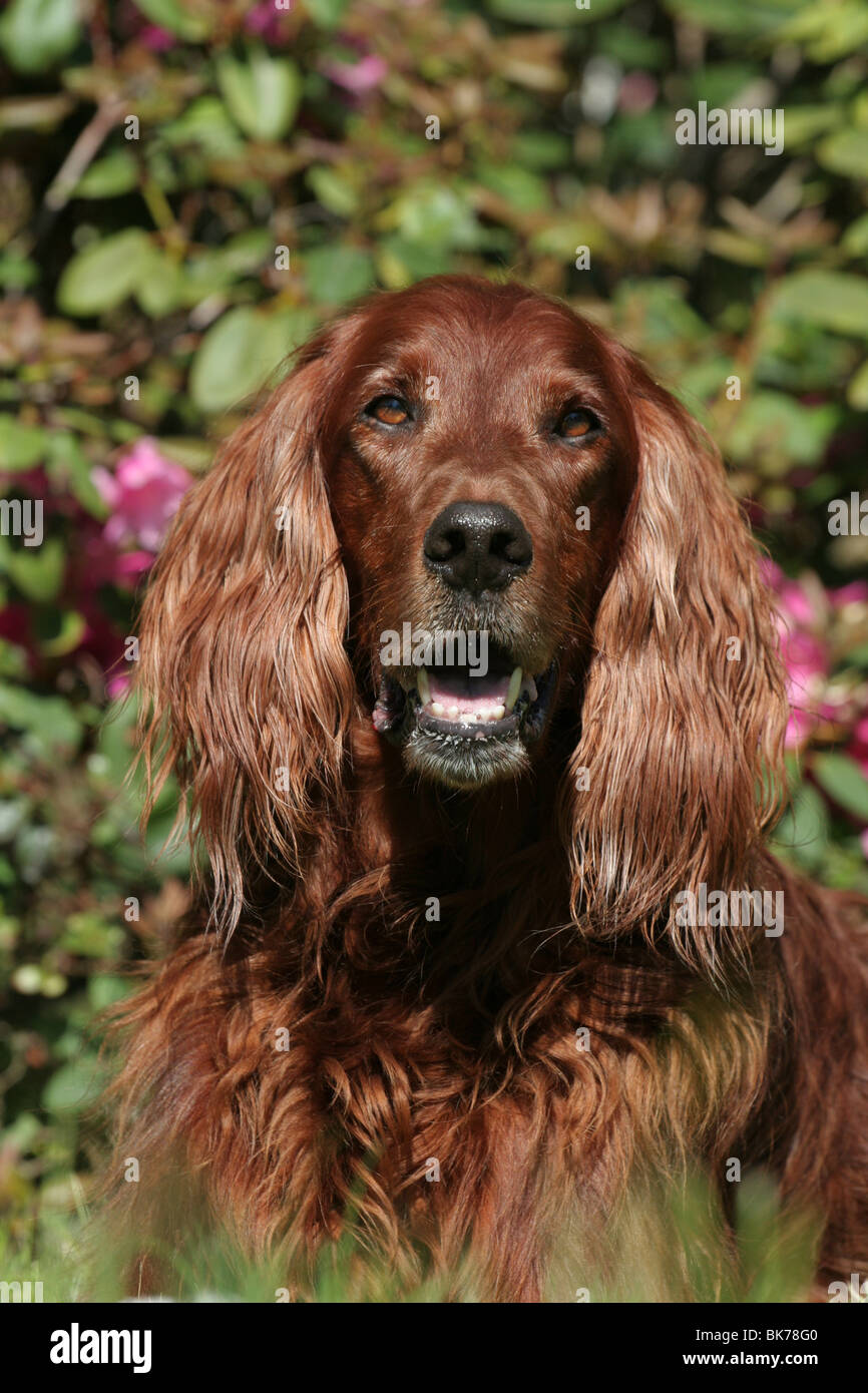 Irish Red Setter Stock Photo - Alamy