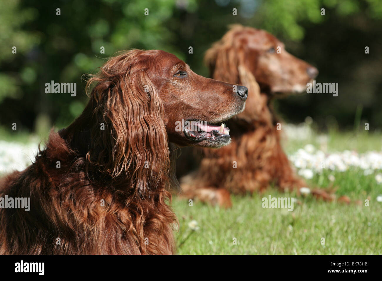 Irish Red Setter Stock Photo - Alamy