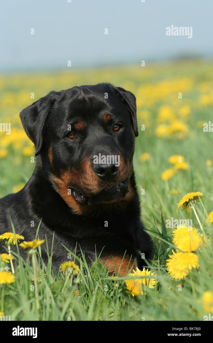 Rottweiler Field High Resolution Stock Photography and Images - Alamy