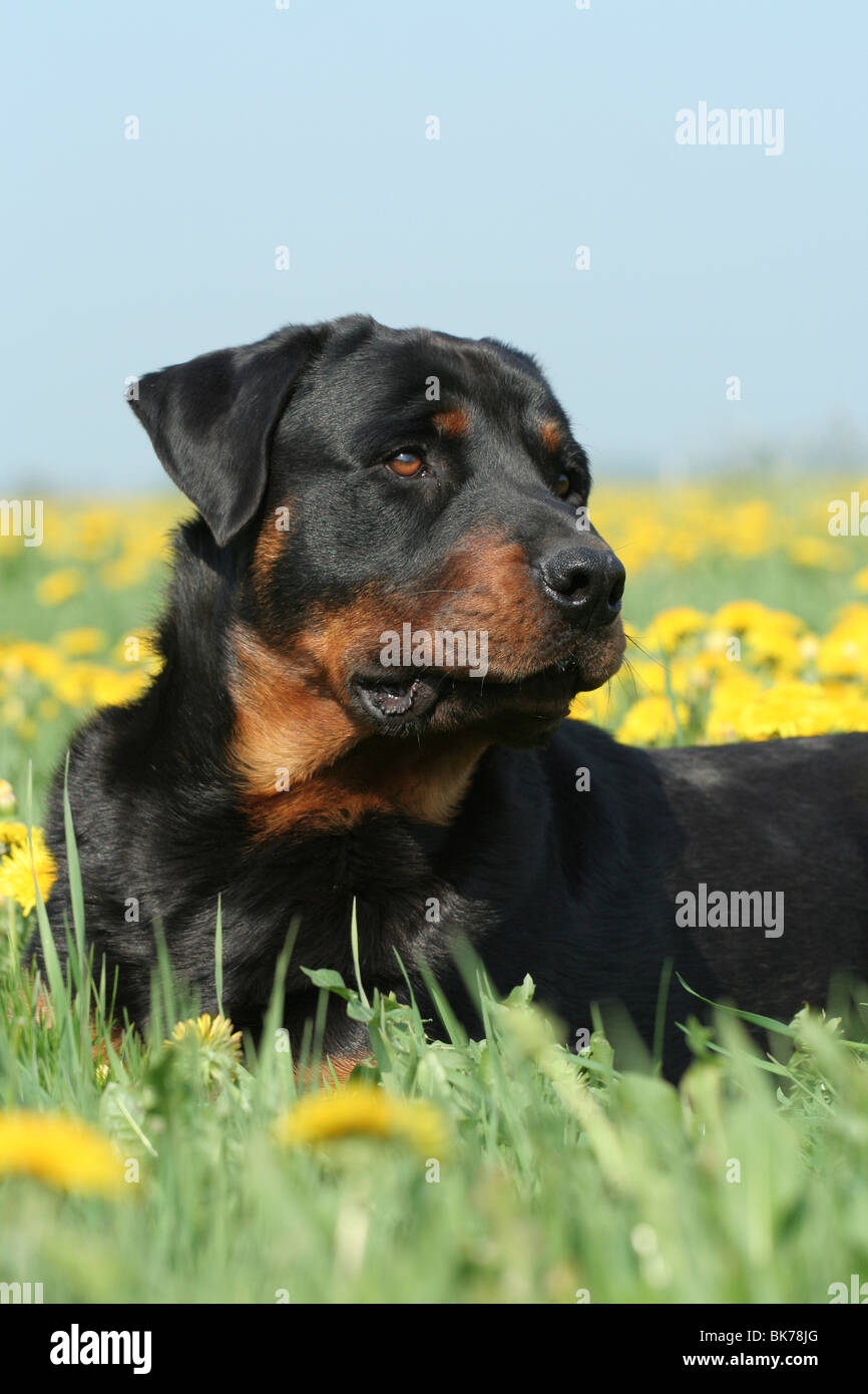 Rottweiler field hi-res stock photography and images - Alamy