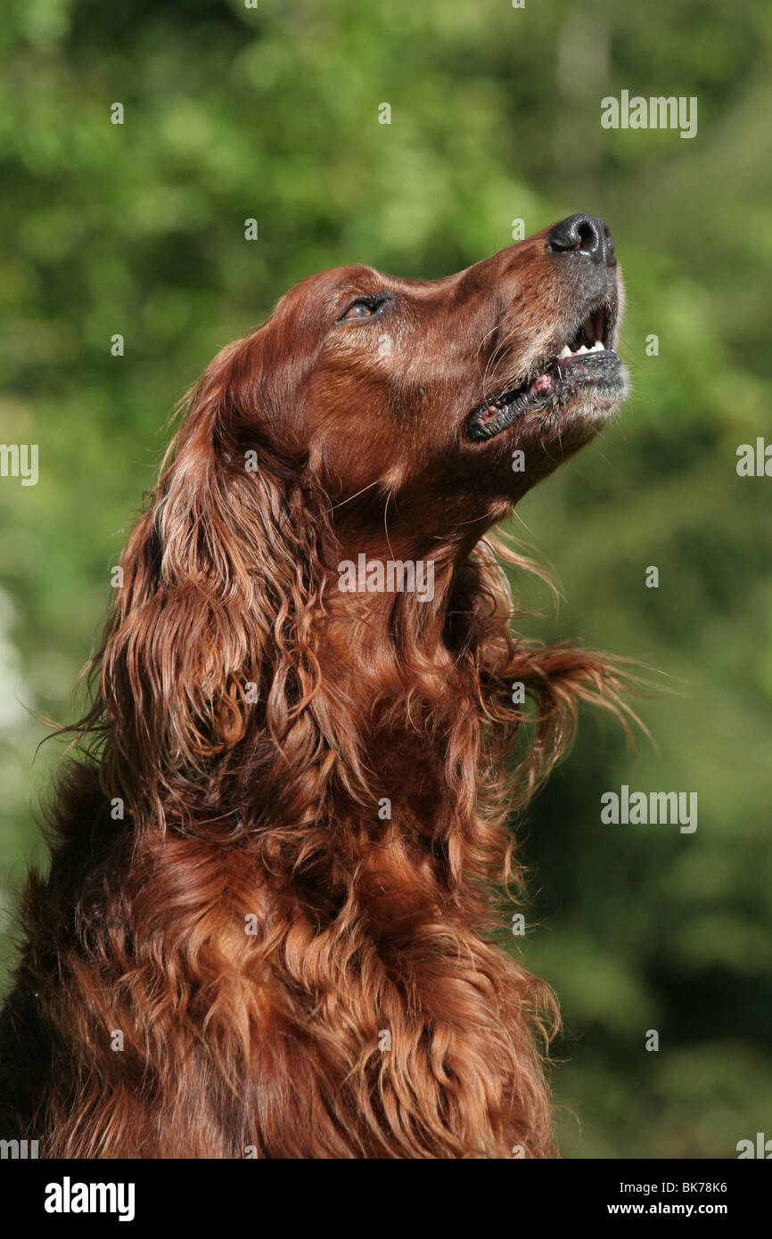 Irish Red Setter Stock Photo - Alamy