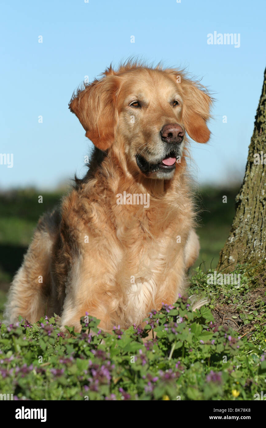 male Golden Retriever Stock Photo - Alamy