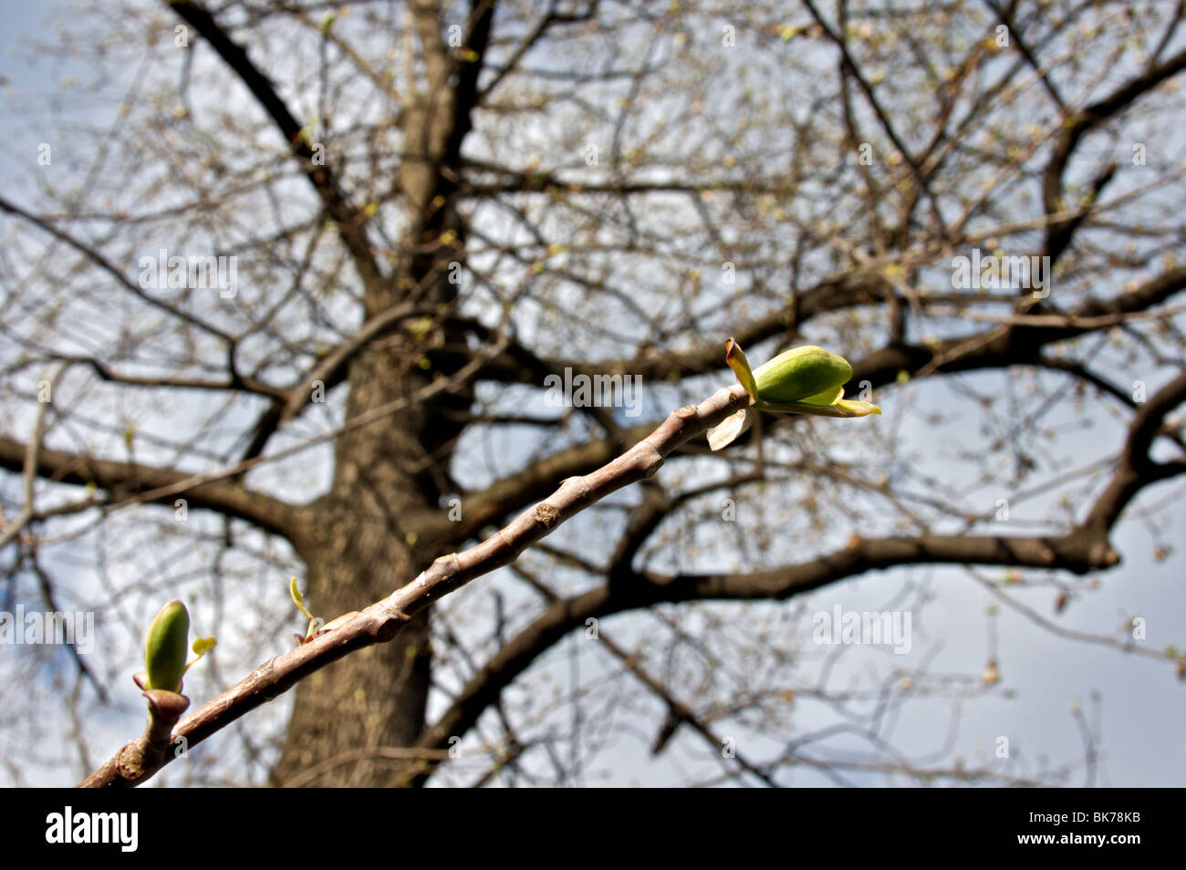 A leaf in full bud Stock Photo - Alamy