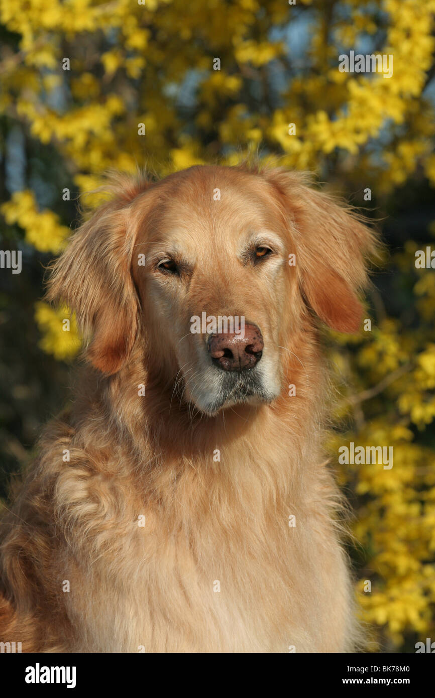 Golden Retriever Portrait Stock Photo - Alamy