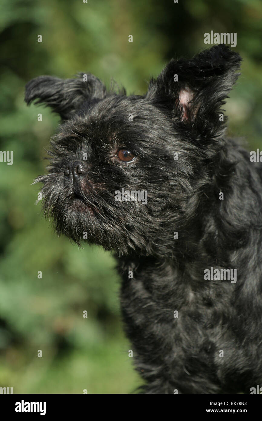 Affenpinscher dog hi-res stock photography and images - Alamy